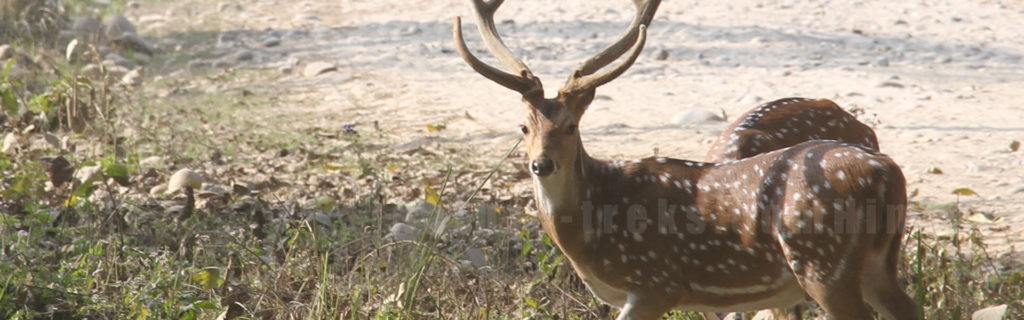 WildlifeNepal 1 - Nature-Treks.com :: Pure Nature in Adventures
